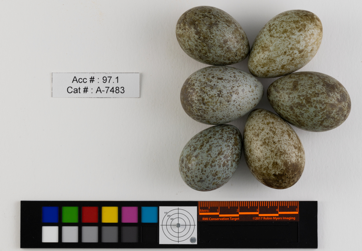 Corvus brachyrhynchos | Bird Eggs of Canada