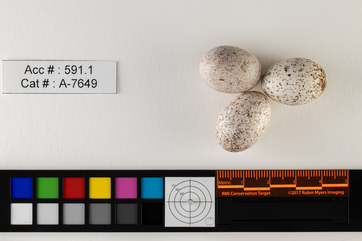 Pipilo maculatus | Bird Eggs of Canada
