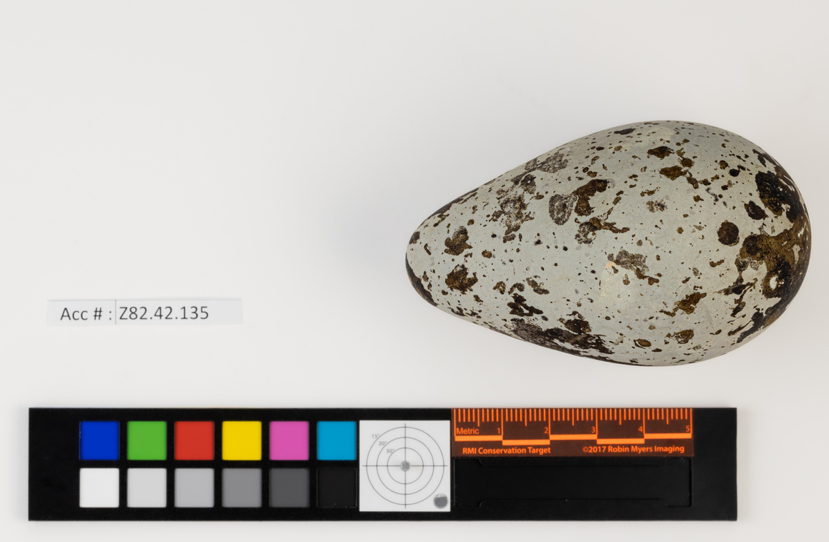 Uria aalge | Bird Eggs of Canada