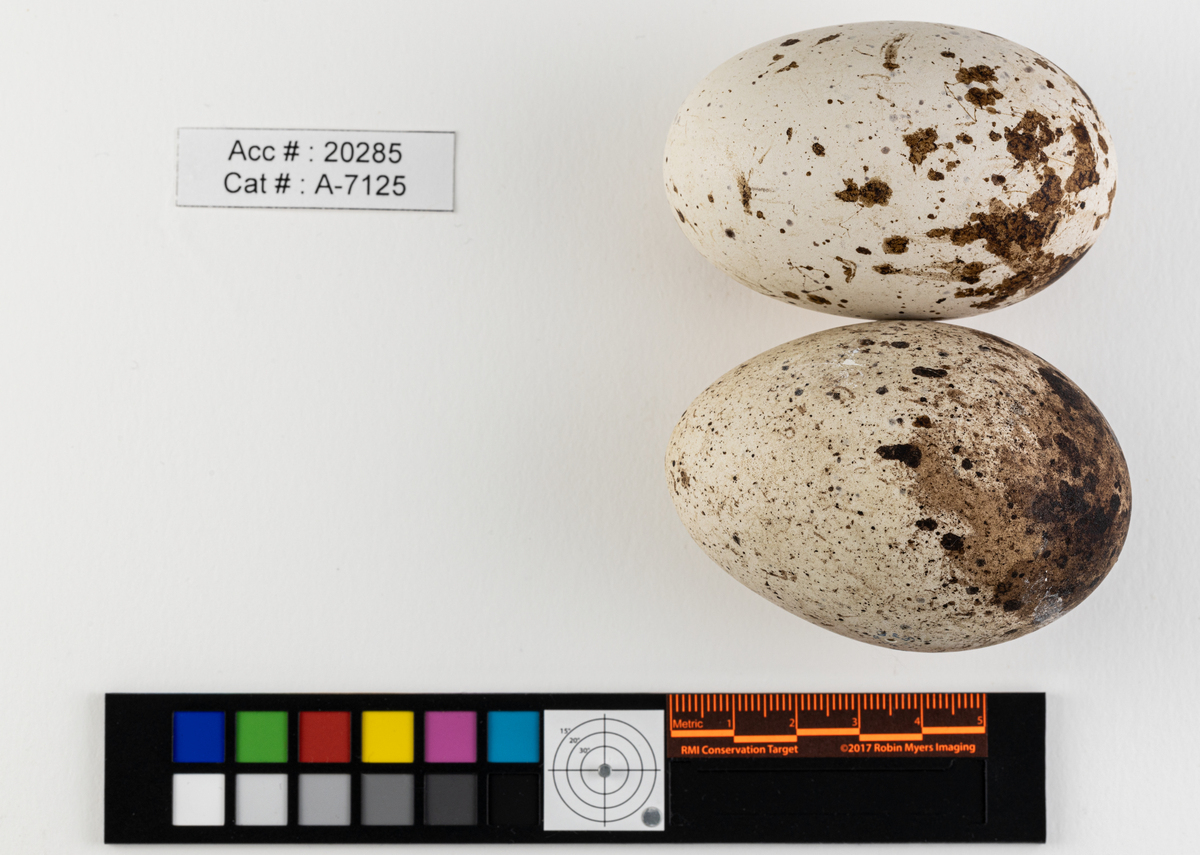 Cathartes aura | Bird Eggs of Canada