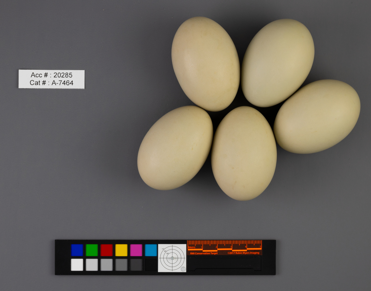Aythya valisineria | Bird Eggs of Canada