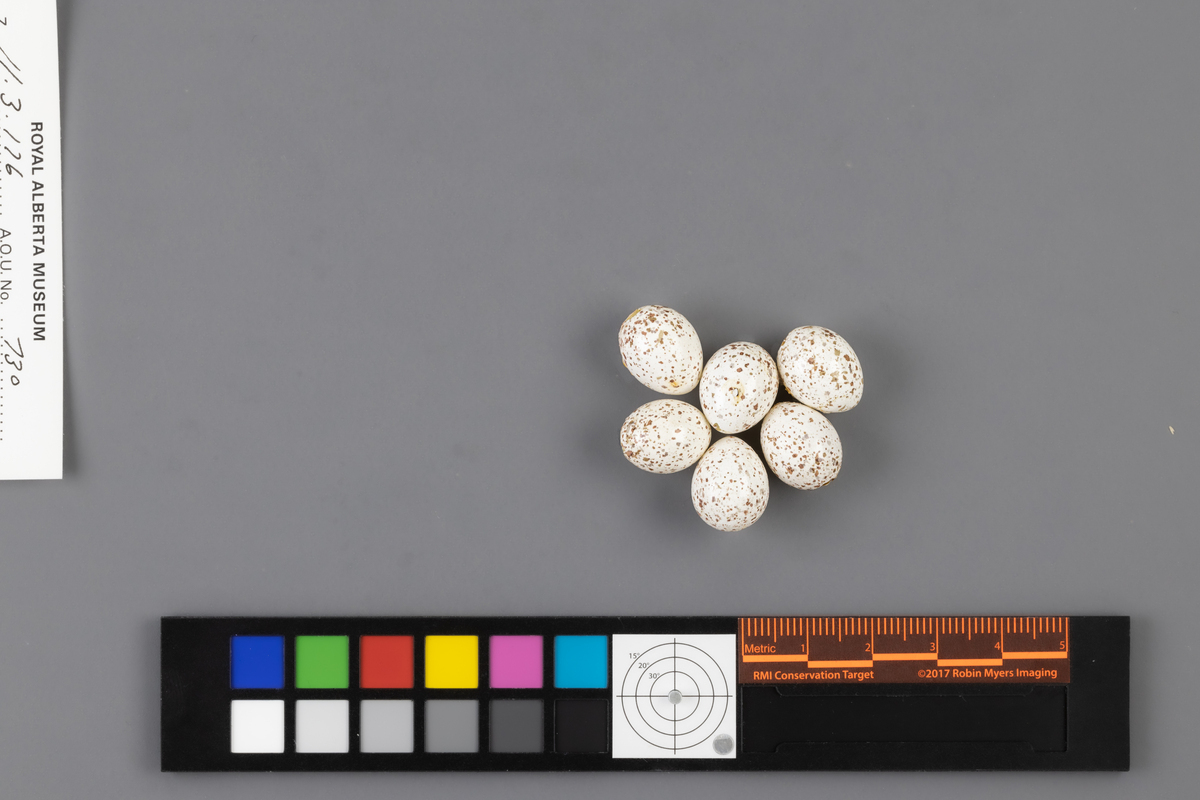 Sitta pygmaea | Bird Eggs of Canada