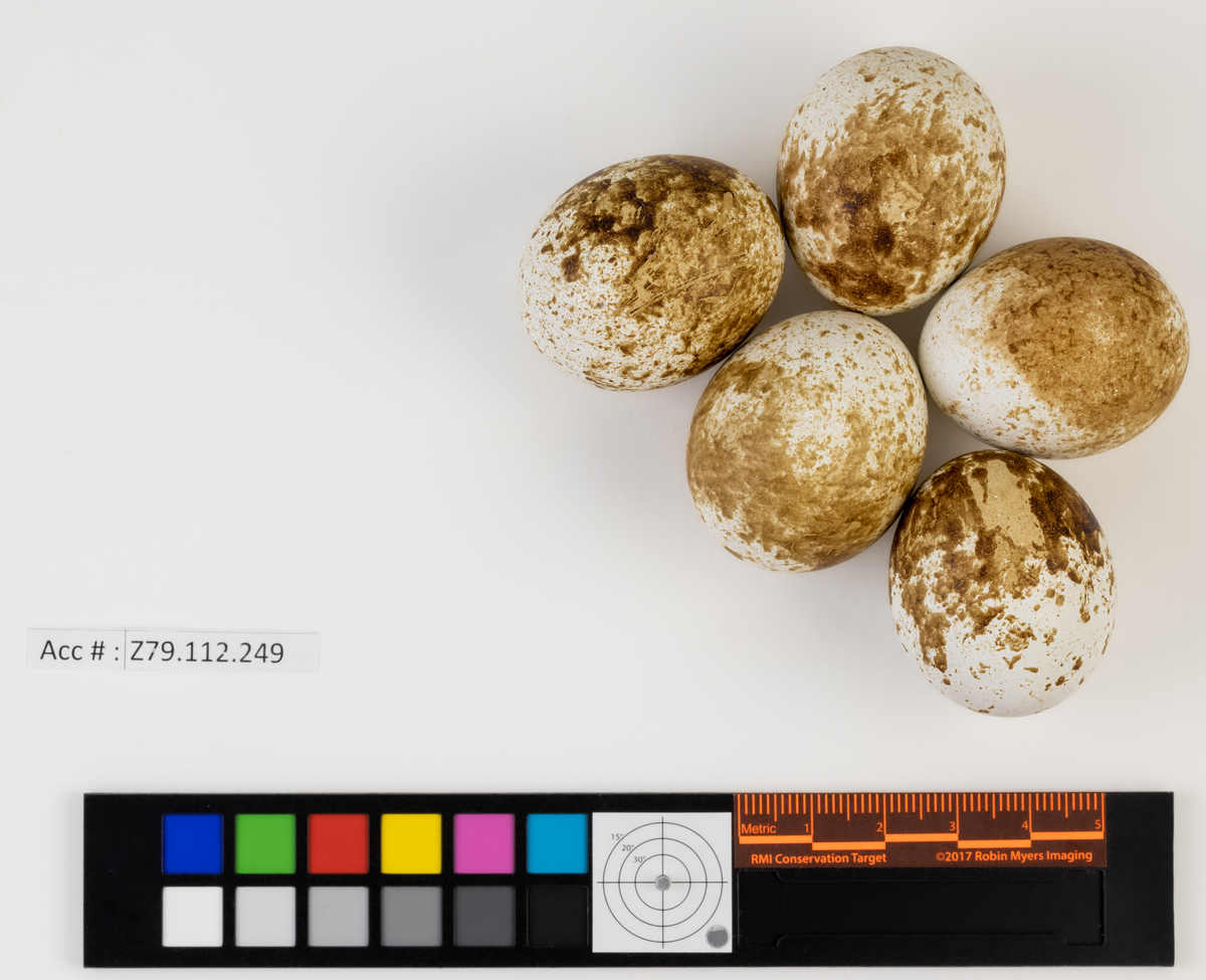 Accipiter striatus | Bird Eggs of Canada