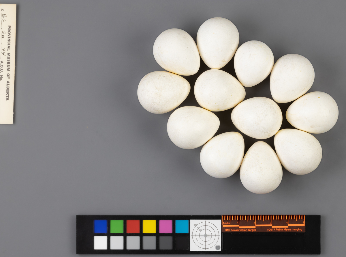 Colinus virginianus | Bird Eggs of Canada