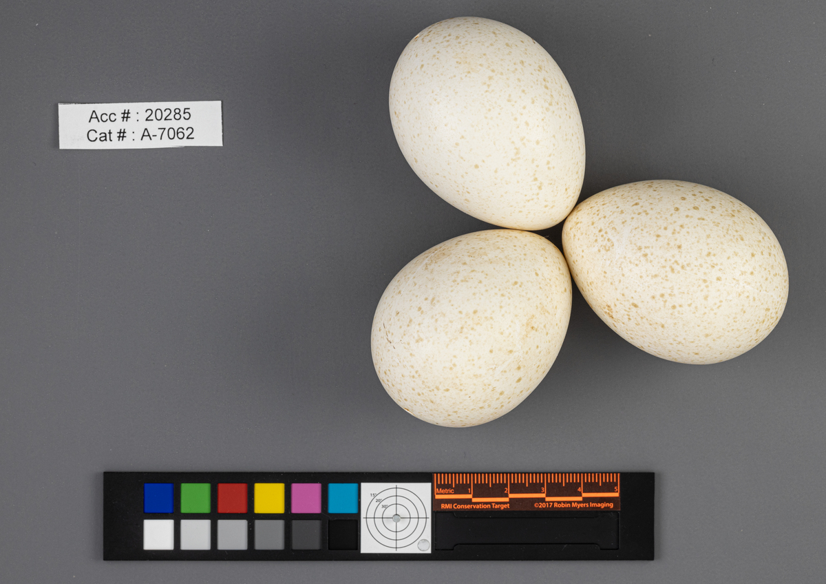 Meleagris gallopavo | Bird Eggs of Canada