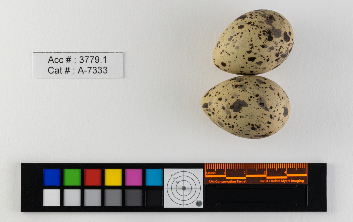 Sterna hirundo | Bird Eggs of Canada