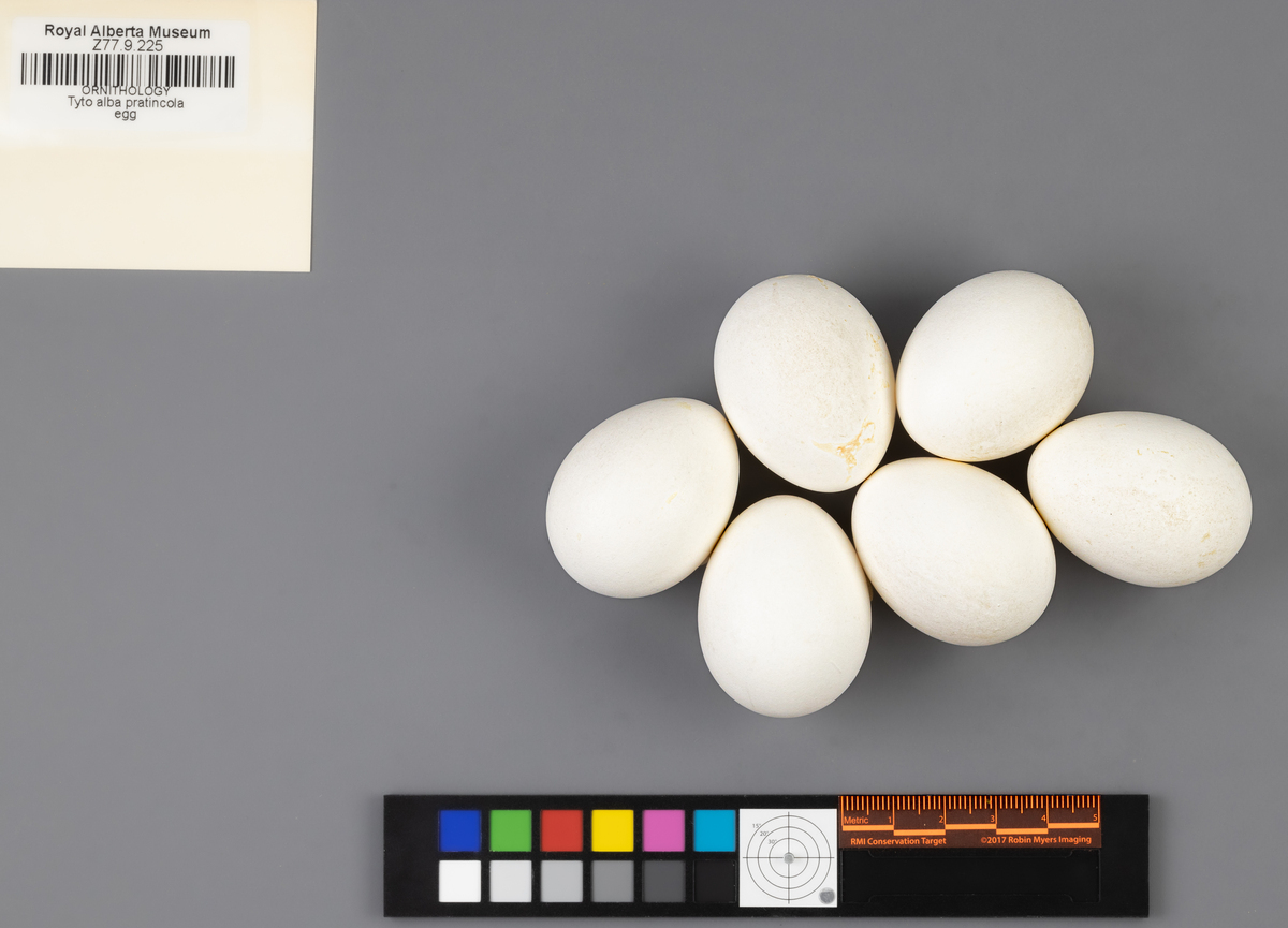 Tyto alba | Bird Eggs of Canada