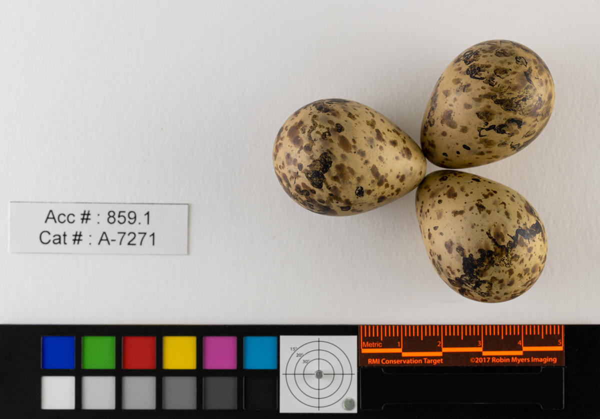 Gallinago delicata | Bird Eggs of Canada