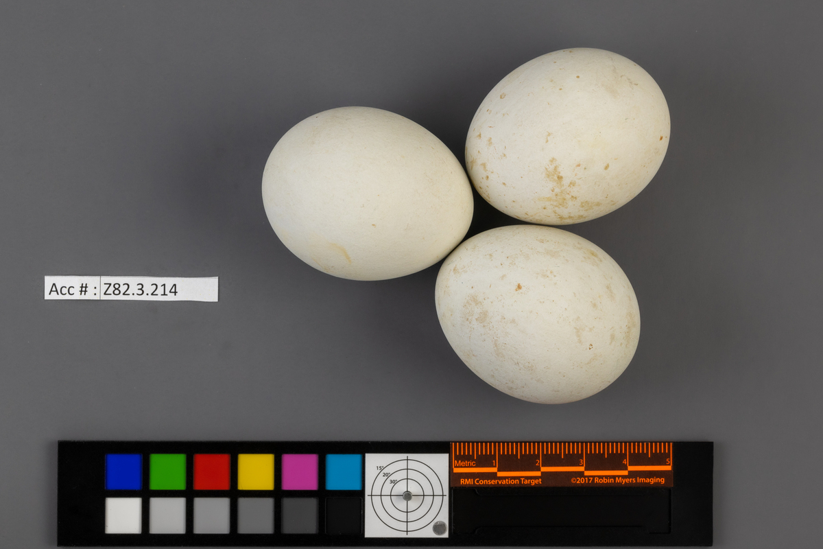 Accipiter cooperii | Bird Eggs of Canada
