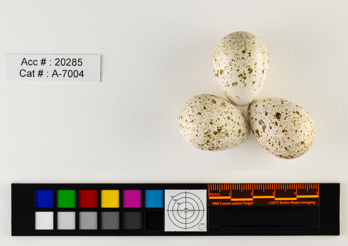 Callipepla californica | Bird Eggs of Canada