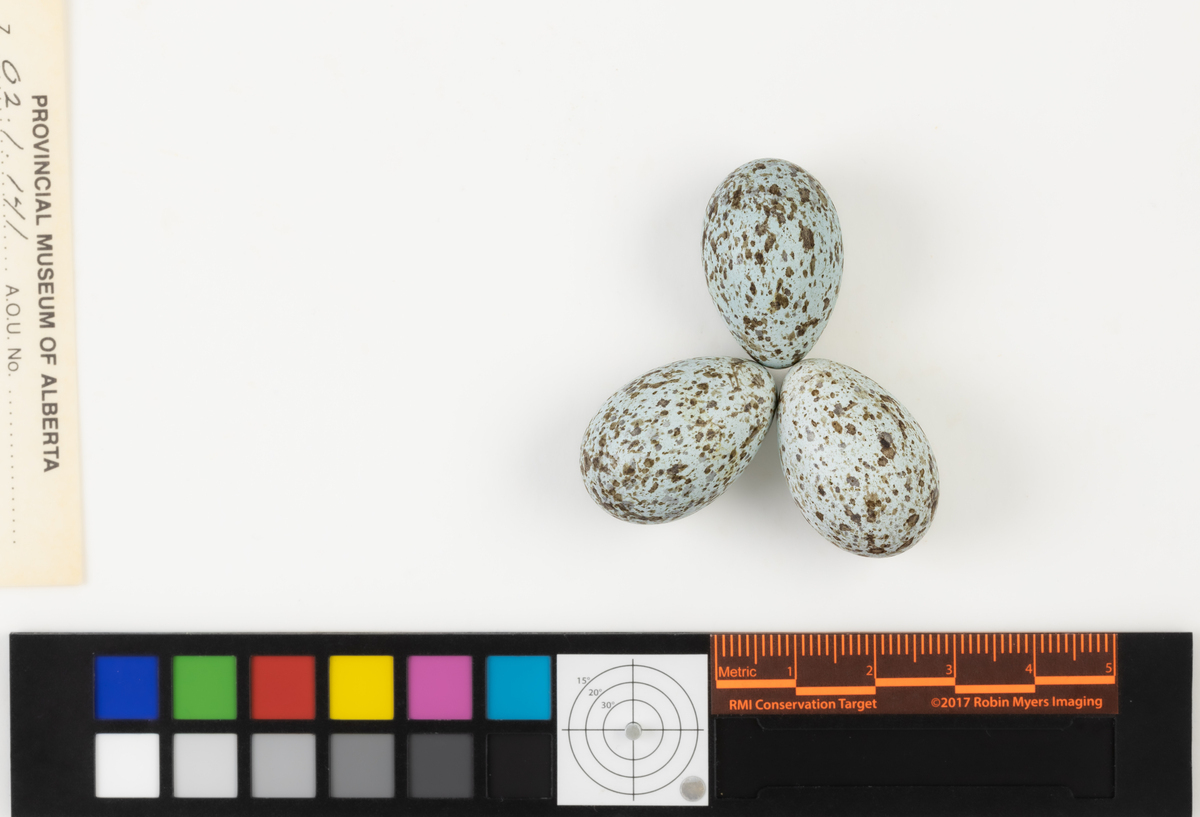 Pheucticus melanocephalus | Bird Eggs of Canada