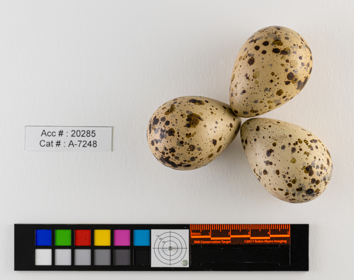 Tringa semipalmata | Bird Eggs of Canada