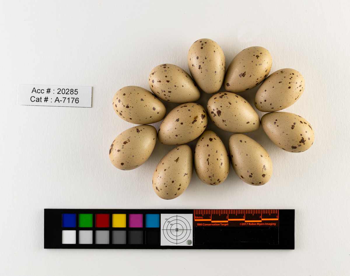 Porzana carolina | Bird Eggs of Canada