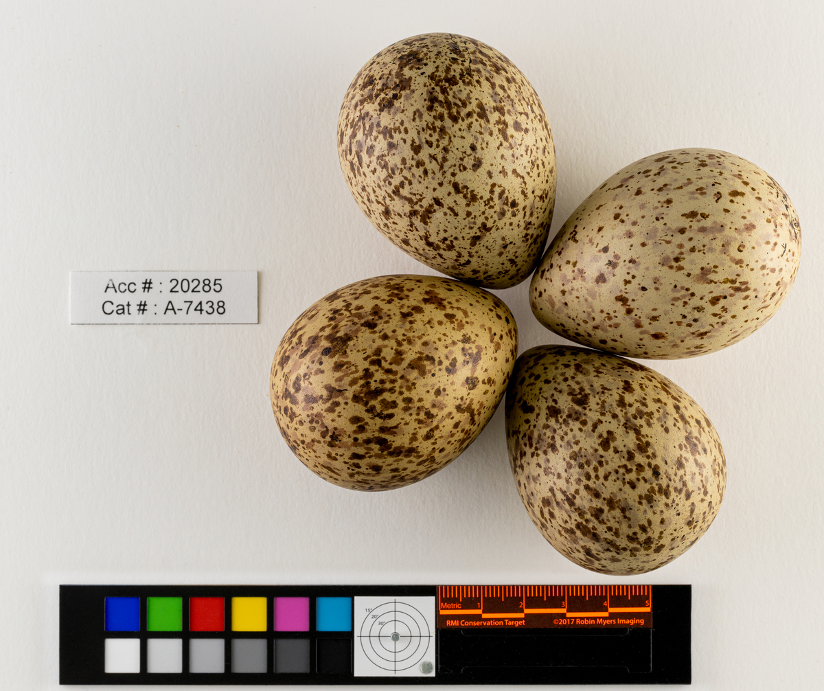 Numenius americanus | Bird Eggs of Canada