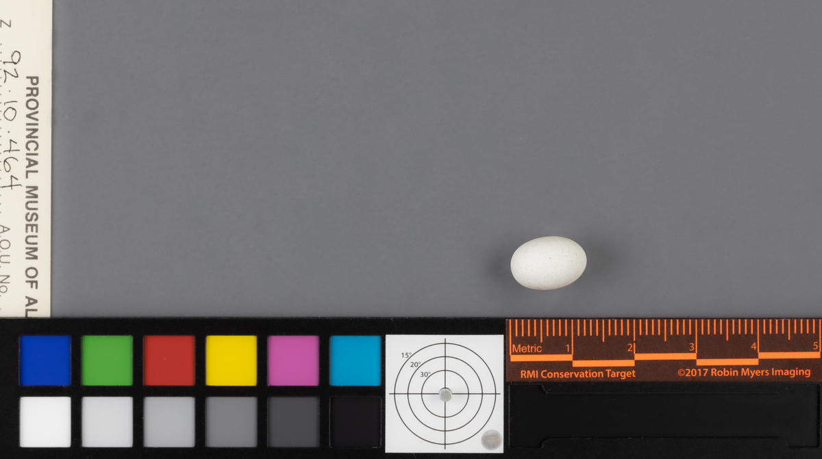 Archilochus colubris | Bird Eggs of Canada