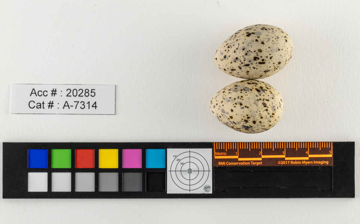 Sternula antillarum | Bird Eggs of Canada