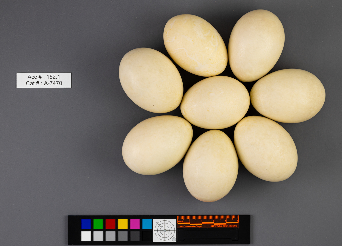 Aythya americana | Bird Eggs of Canada
