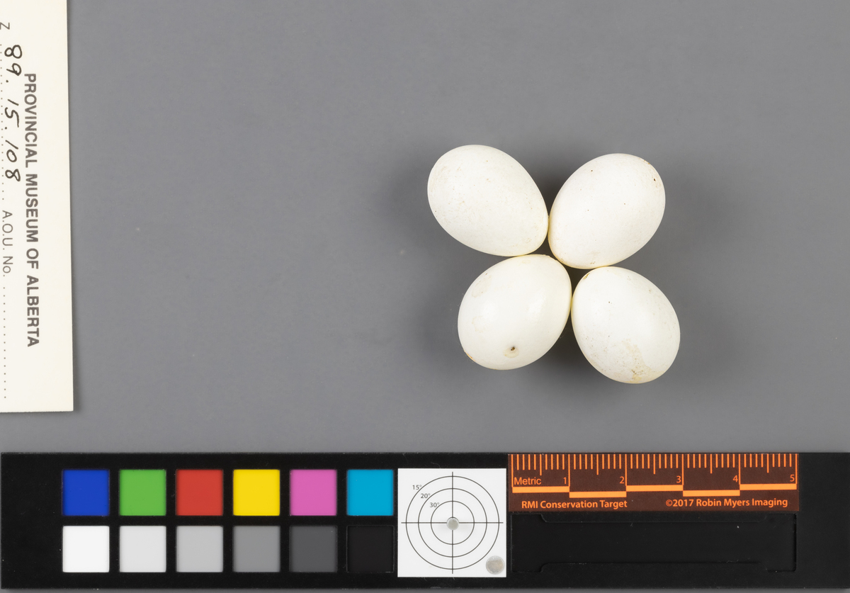Sphyrapicus varius | Bird Eggs of Canada