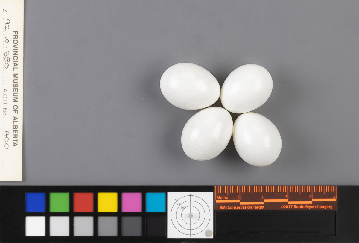 Picoides arcticus | Bird Eggs of Canada