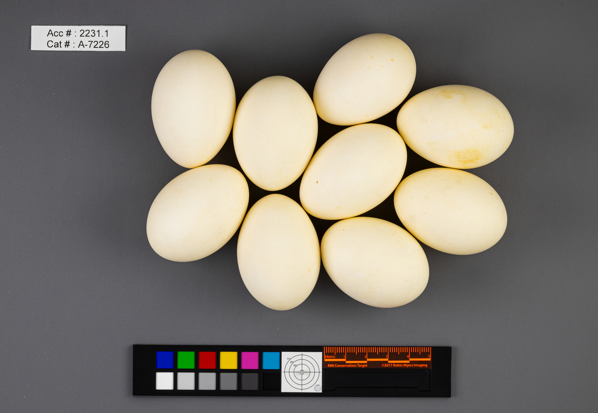 Mareca strepera | Bird Eggs of Canada