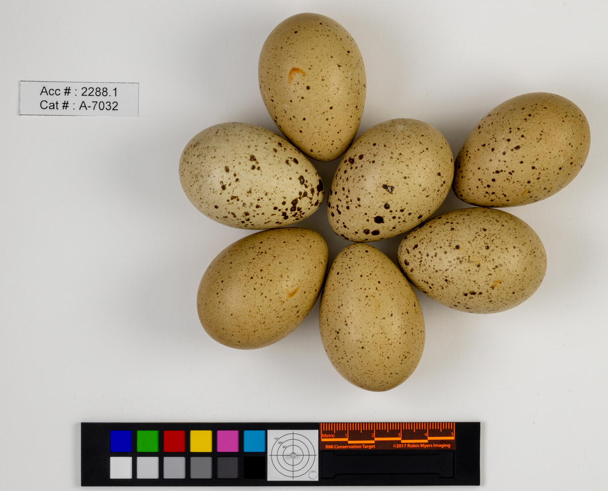 Centrocercus Urophasianus Bird Eggs Of Canada