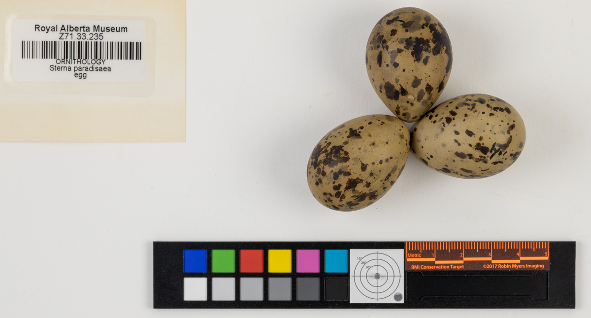 Sterna paradisaea | Bird Eggs of Canada